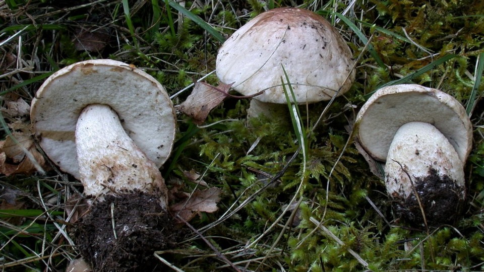 Leccinum holopus: Systematics, Habitat, Recognition ...