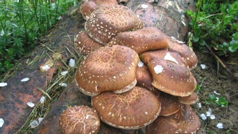 Lentinula edodes: Systematics, Etymology, Habitat, Recognition