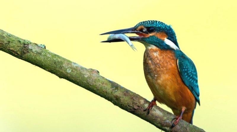Alcedo atthis: Systematics, Habitat, Ecological Role ...