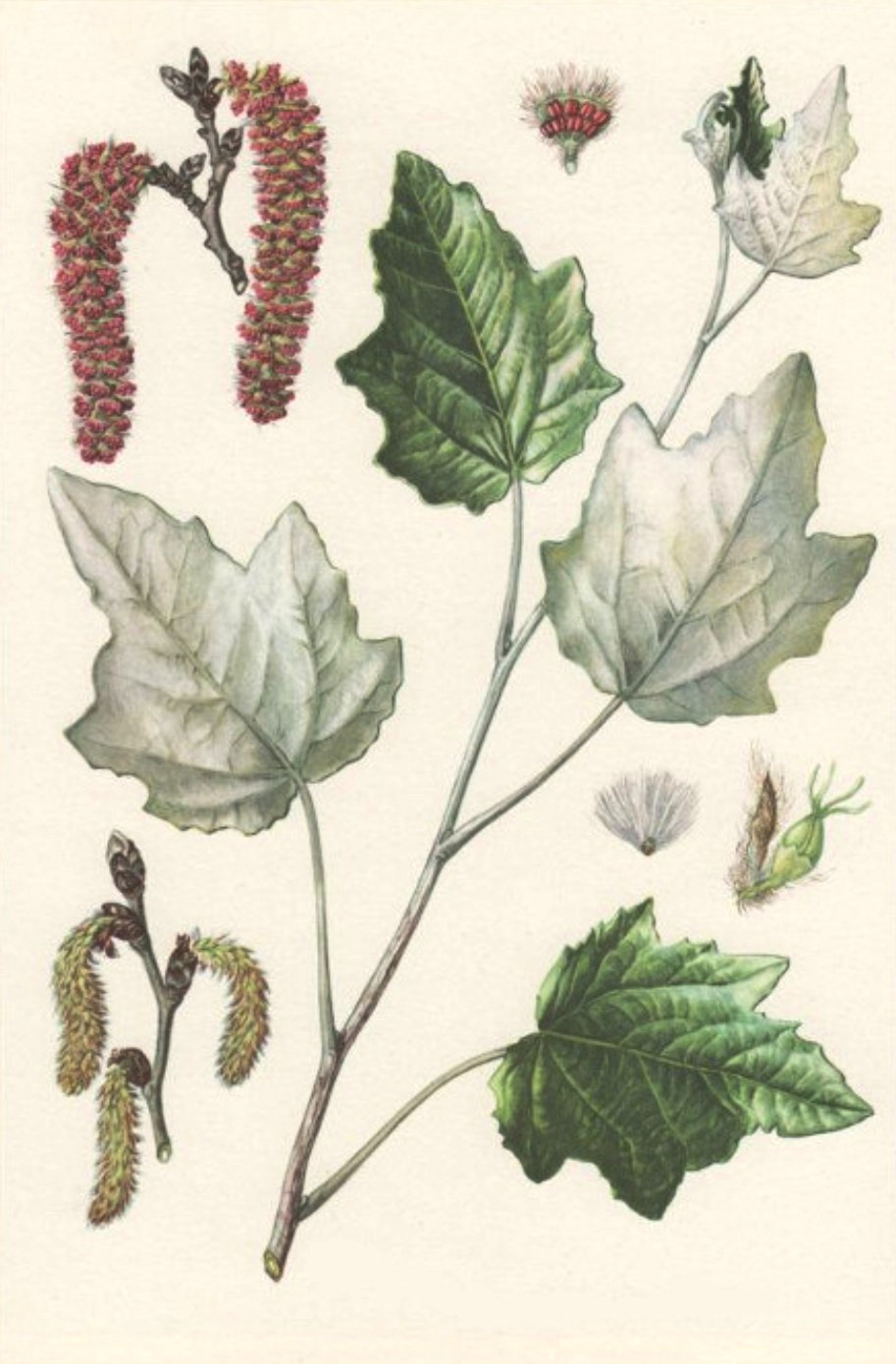 Populus alba: Systematics, Etymology, Habitat, Cultivation ...