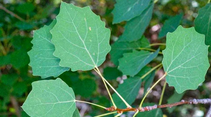 Populus tremula: Sistemática, Etimología, Hábitat, Cultivo...