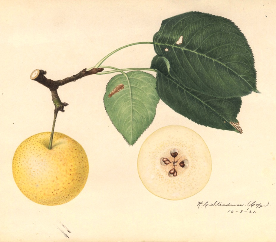 Pyrus pyrifolia: Sistematica, Etimologia, Habitat, Coltivazione ...