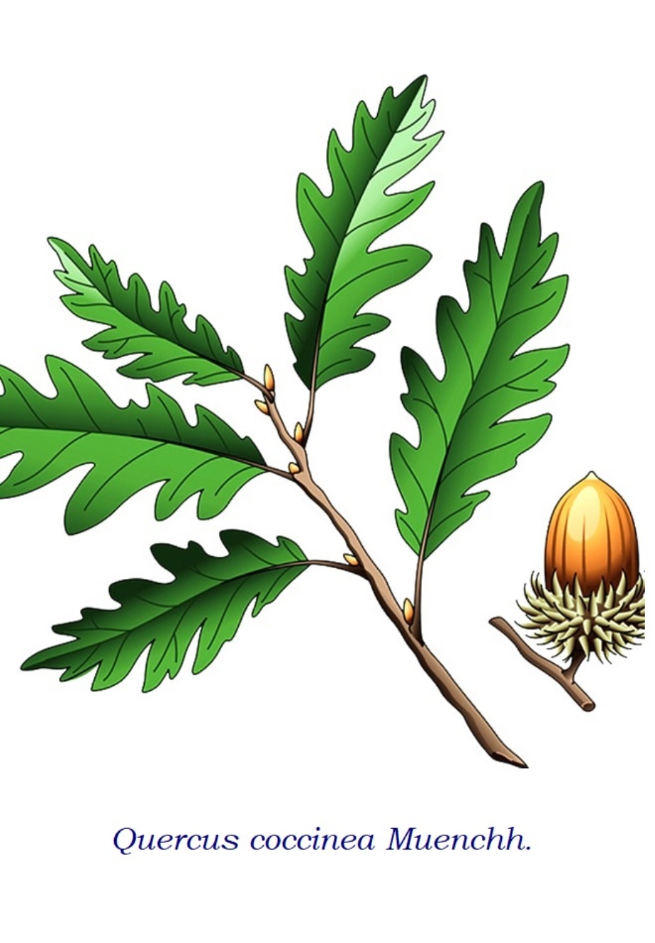 Quercus coccinea: Systematics, Etymology, Habitat, Cultivation