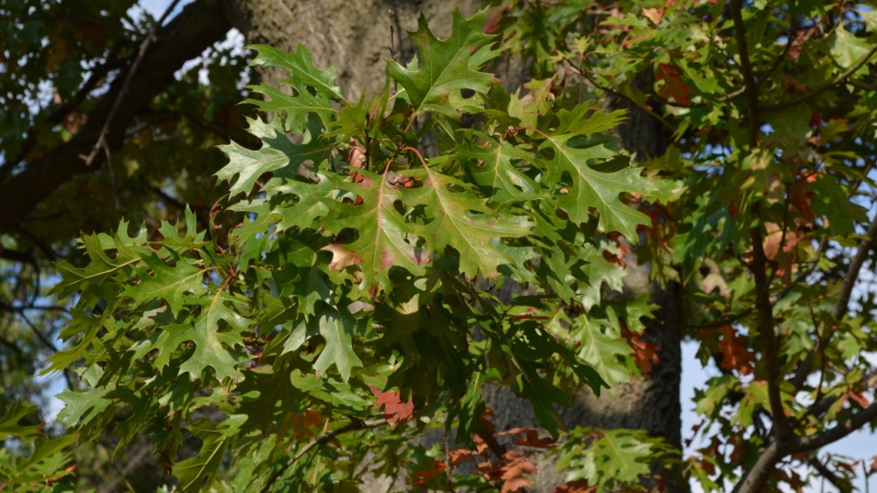 Quercus coccinea: Systematics, Etymology, Habitat, Cultivation