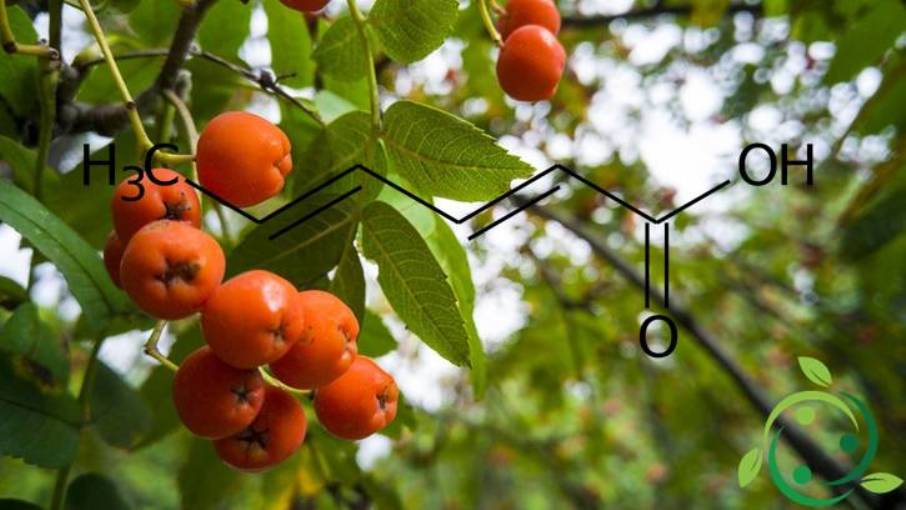Sorbic acid: occurrence in nature, properties and characteristics ...