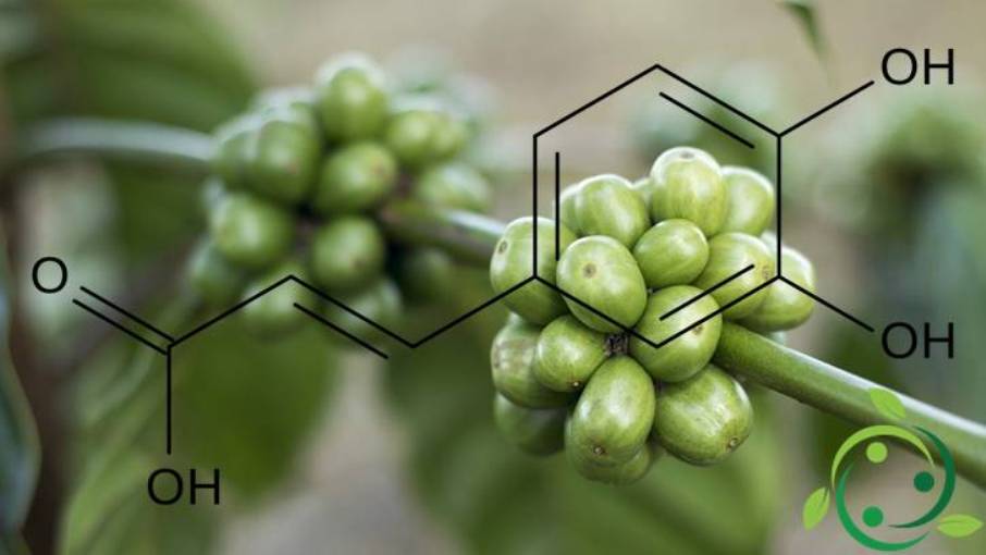 Ácido cafeico: características, presencia en la naturaleza ...