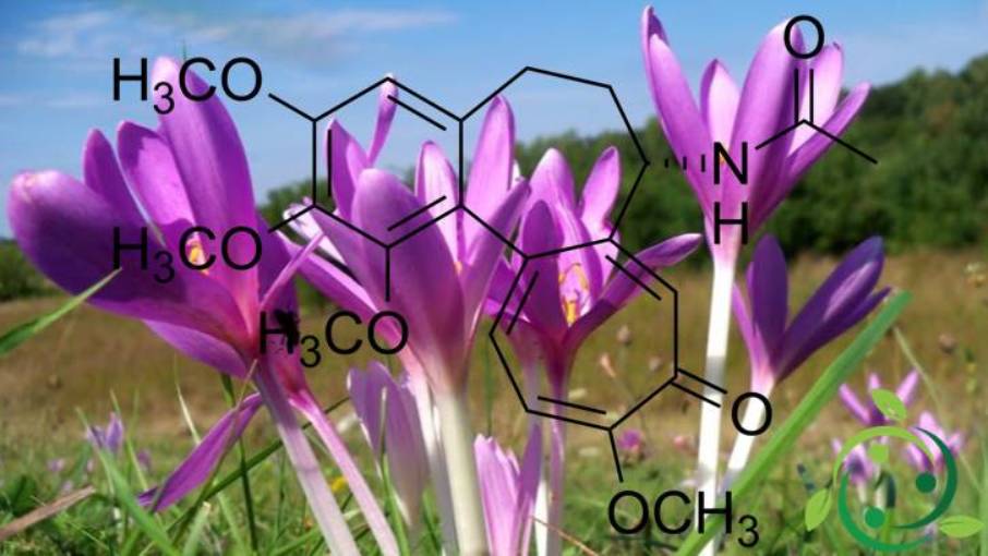 Colchicine: occurrence in nature, therapeutic uses and ...