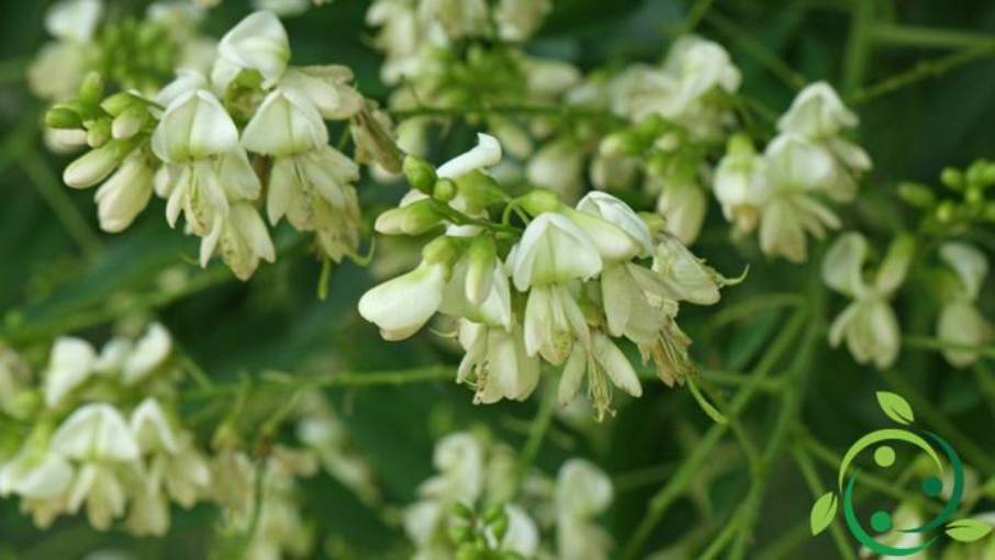 Cómo cultivar la Sofora: técnica agronómica y precauciones