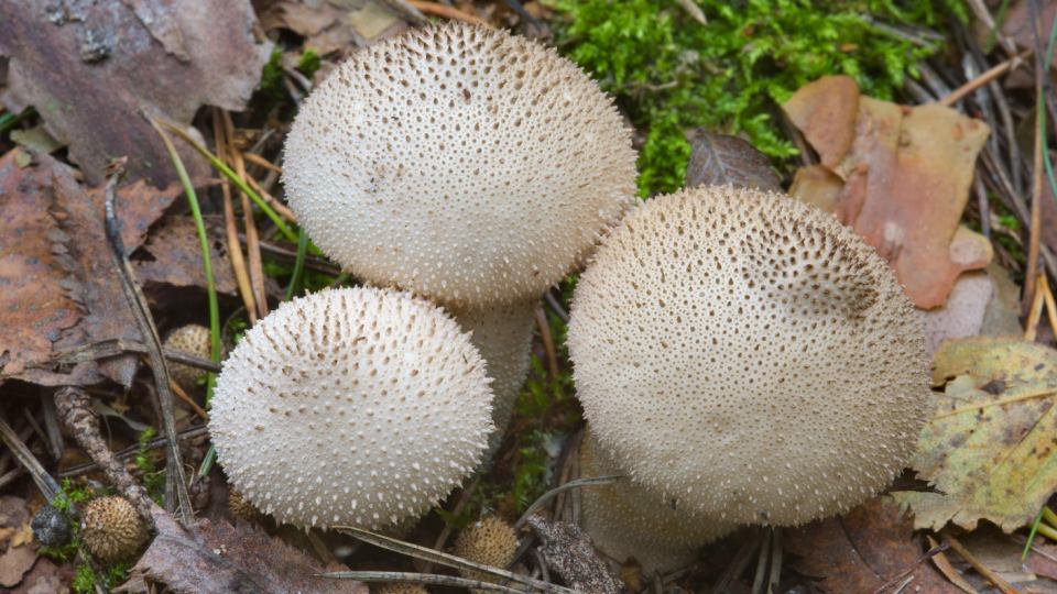 Lycoperdon perlatum: Systematics, Habitat, Recognition