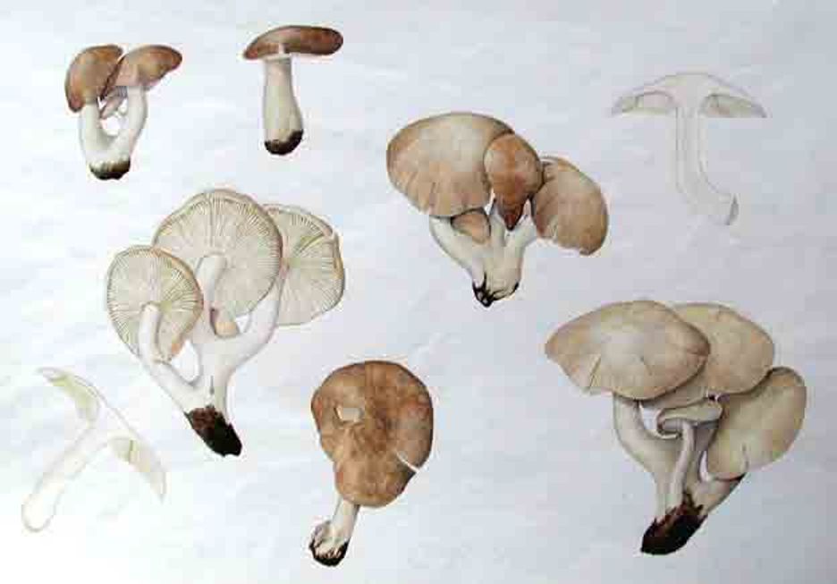 Lyophyllum loricatum: Systematics, Habitat, Recognition