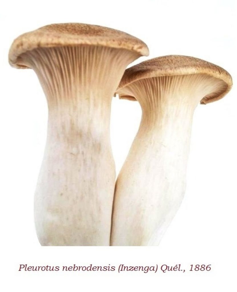 Pleurotus nebrodensis: Sistematica, Habitat, Riconoscimento