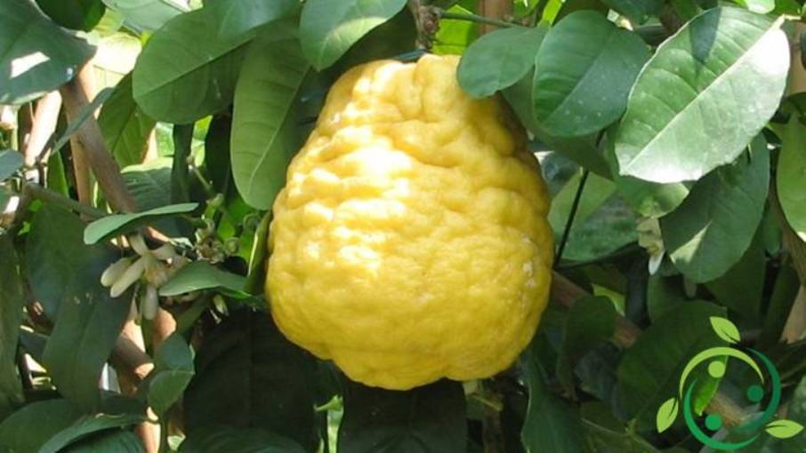 Come potare il Cedro: tecnica, forma di allevamento, accorgimenti