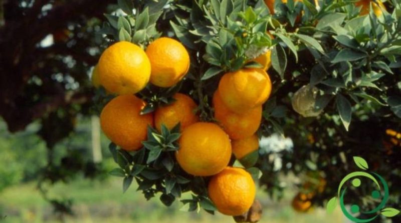 Come potare il Chinotto: tecnica, forma di allevamento e di ...
