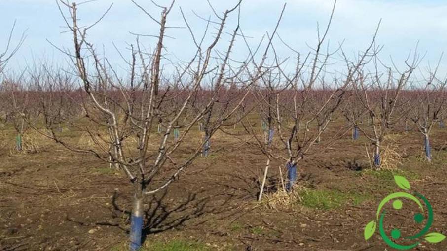 How to prune the plum tree: technique, training methods and advice