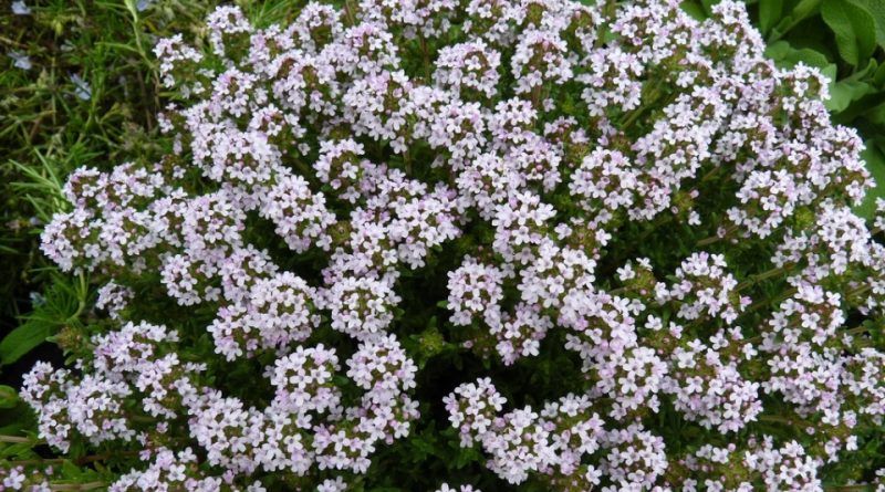 Propiedades y usos del tomillo común Archivi - Un Mondo Ecosostenibile