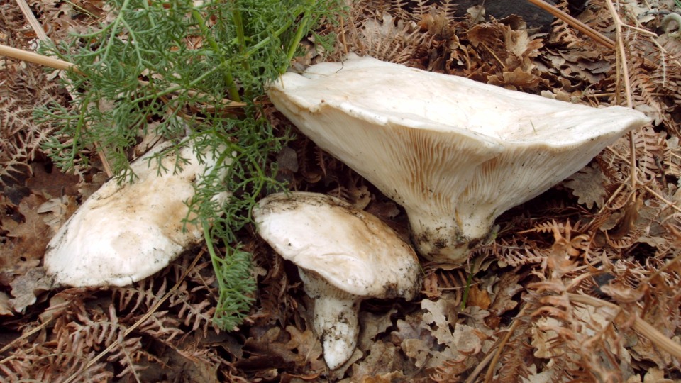 Pleurotus nebrodensis: Sistematica, Habitat, Riconoscimento