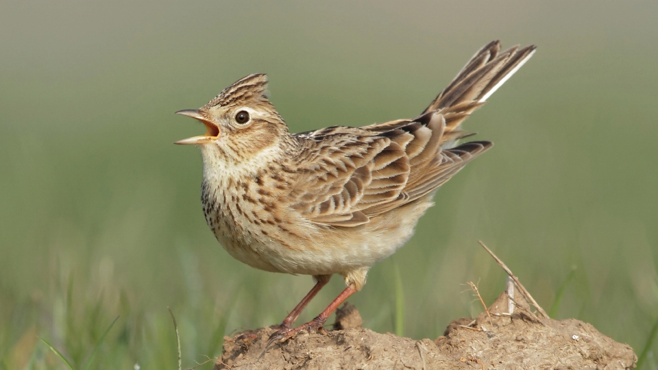 Alauda arvensis: Sistematica, Habitat, Ruolo Ecologico ...