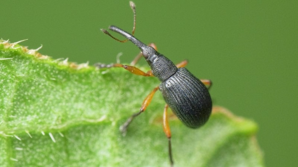 Apion apricans: Sistematica, Habitat, Ciclo biologico, Lotta,