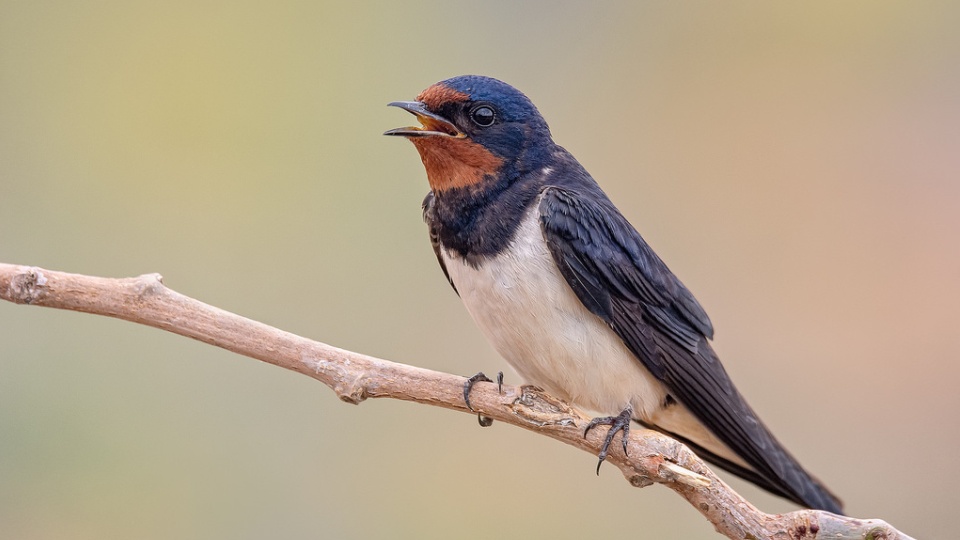 Hirundo rustica: Systematics, Habitat, Ecological Role ...