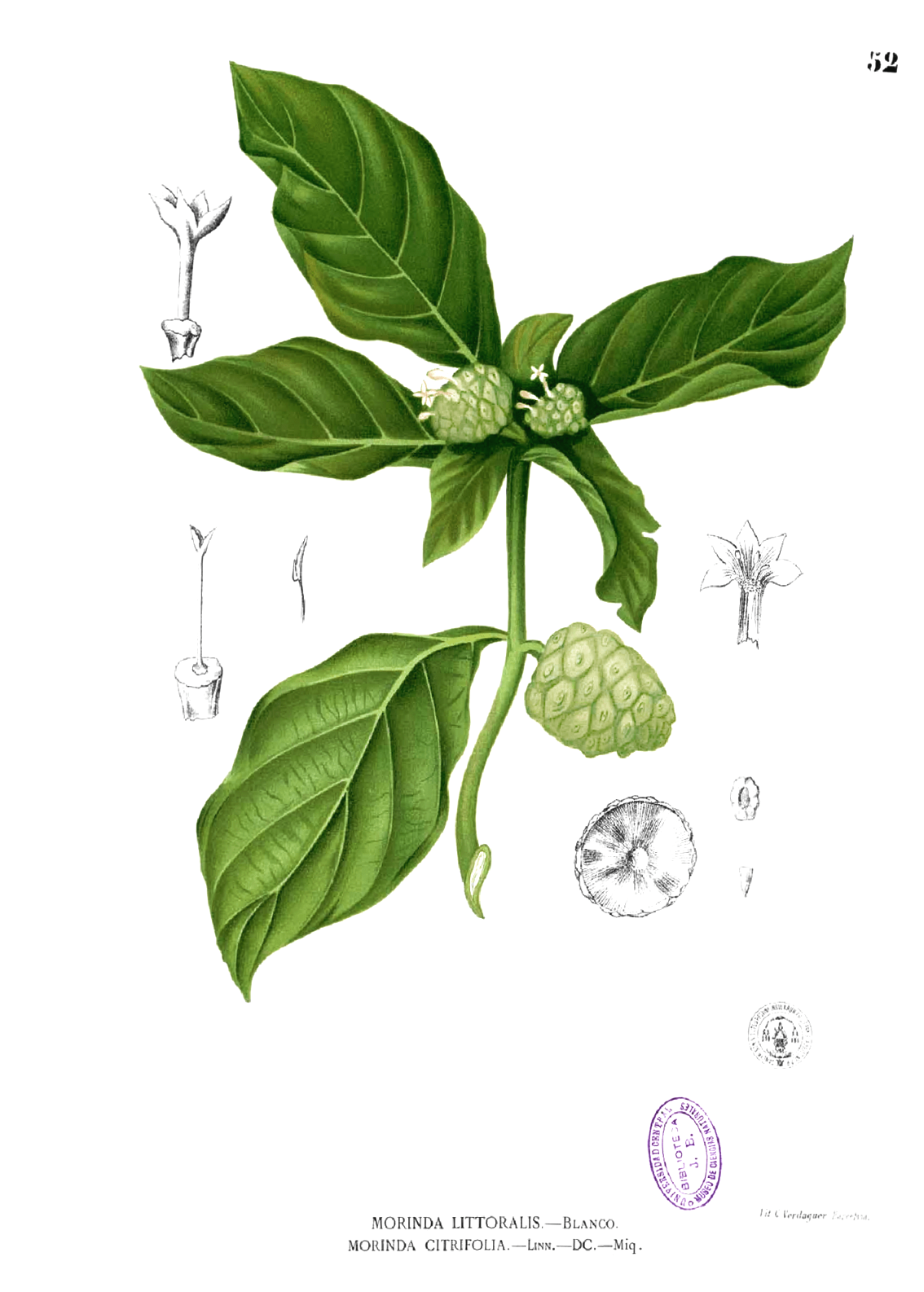 Morinda citrifolia: Systematics, Etymology, Habitat, Cultivation...
