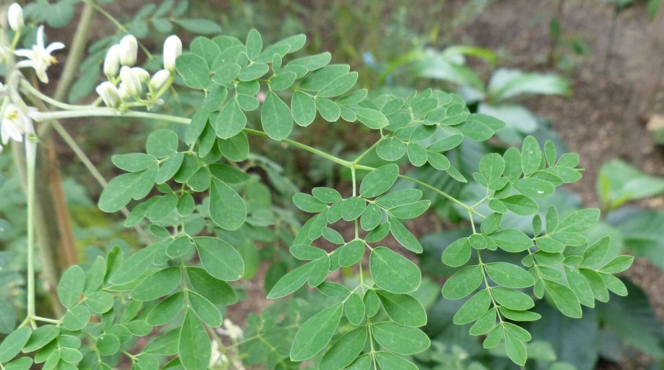 Moringa oleifera: Systematics, Etymology, Habitat, Cultivation ...