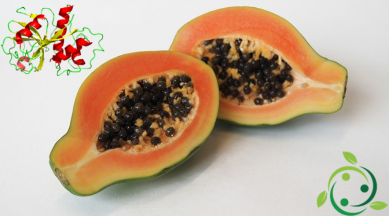 Propiedades y usos de la papaína Archivi - Un mundo ecosostenible