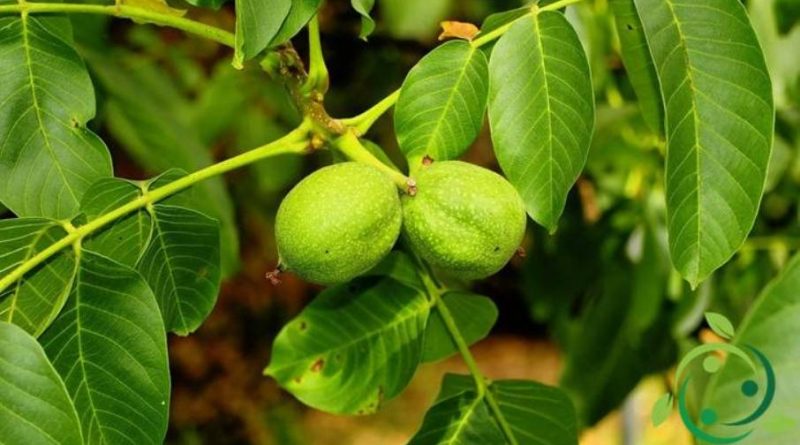 How to prune the Walnut: technique, training systems, precautions