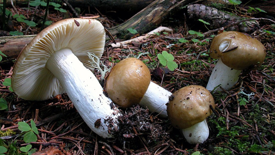 Russula integra: Systematics, Etymology, Habitat, Recognition