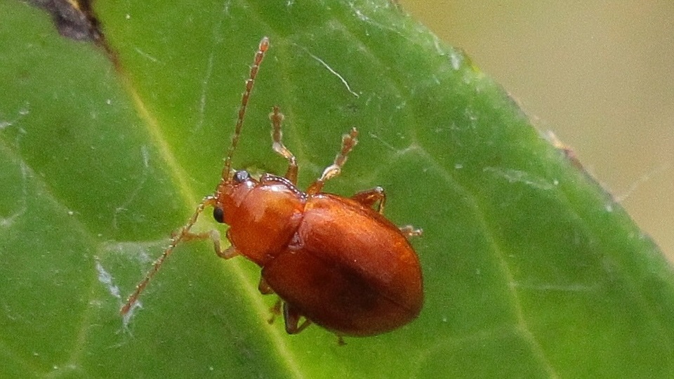 Sphaeroderma testaceum: Sistemática, Hábitat, Ciclo de vida