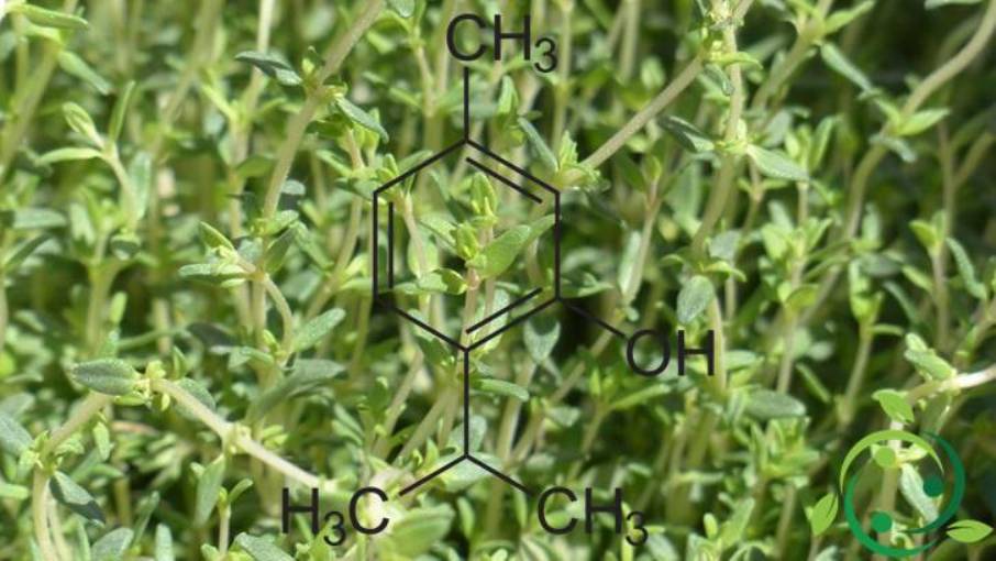 Timol: ocurrencia en la naturaleza, propiedades, mecanismo de