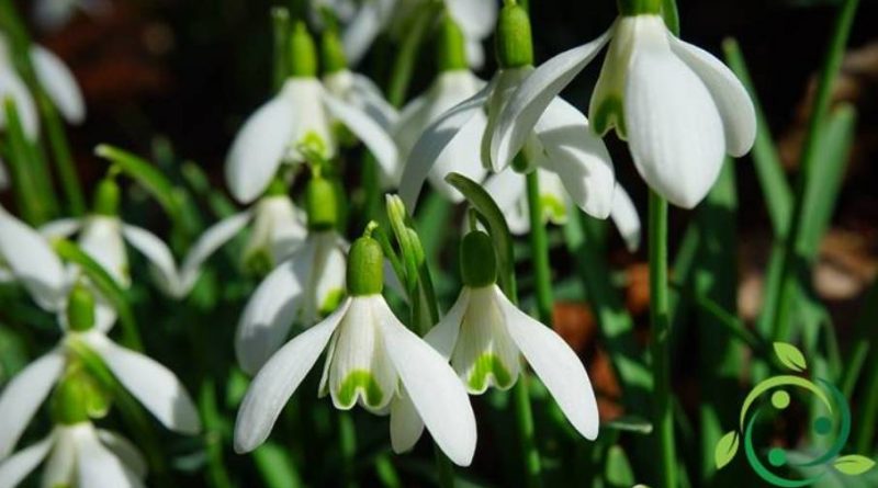 [:it]Come coltivare il Bucaneve: tecnica, periodo, terreno ...