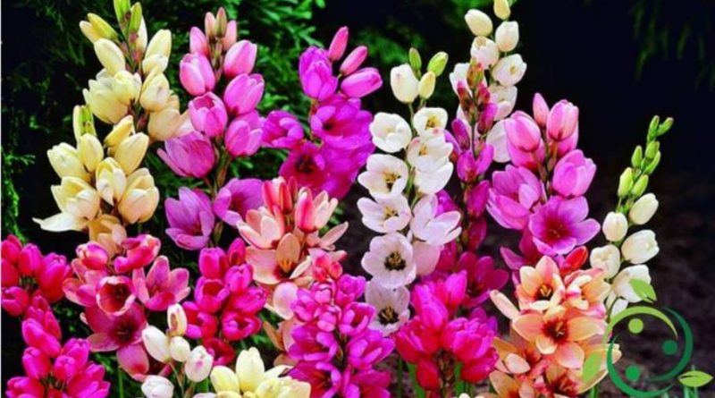 How to grow Ixia: technique in pots, in the garden, propagation...