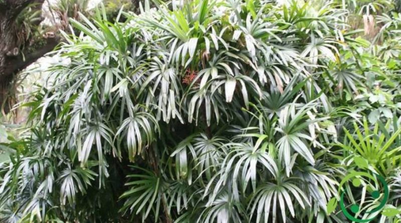 How to grow Rhapis excelsa: technique in pots or in the ground