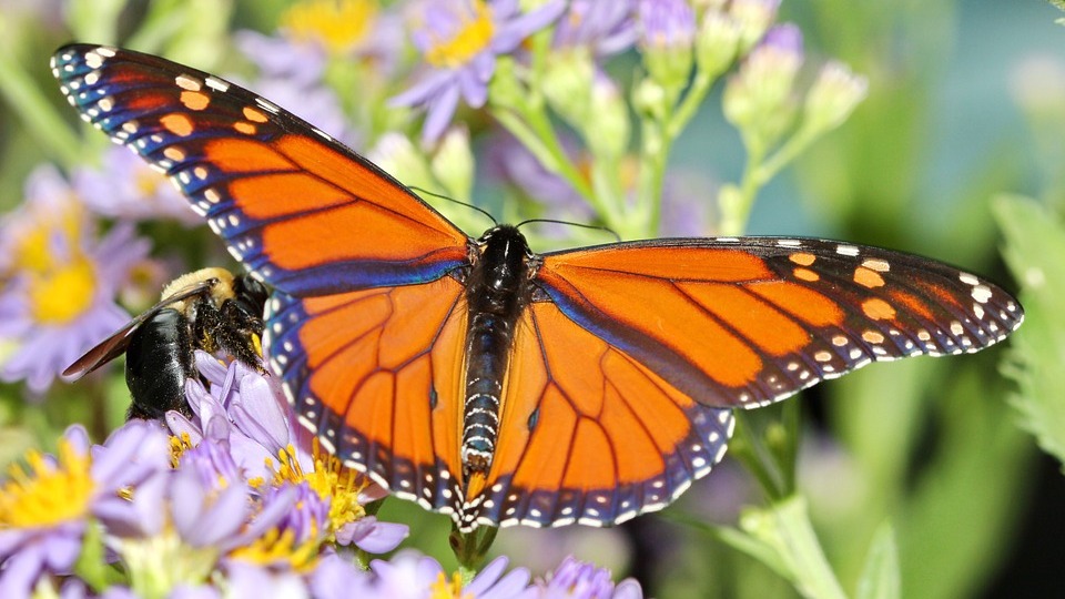 Danaus plexippus: Sistemática, Hábitat, Ciclo de vida, Migraciones
