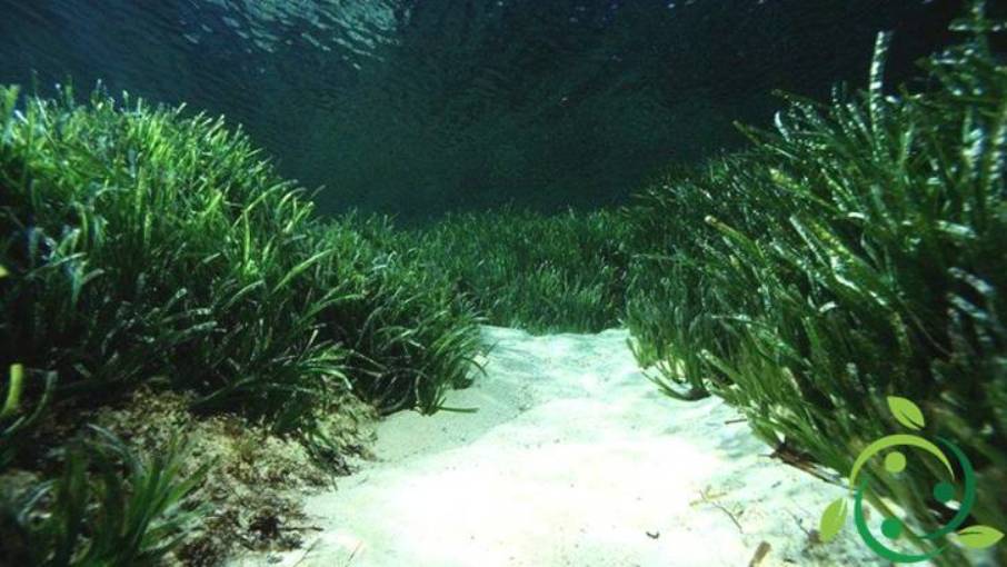 Hydrophilic pollination: mechanism, transport, aquatic plants