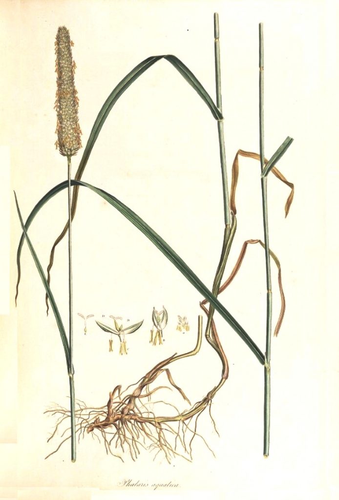 Phalaris aquatica: Sistemática, Etimología, Hábitat, Cultivo...