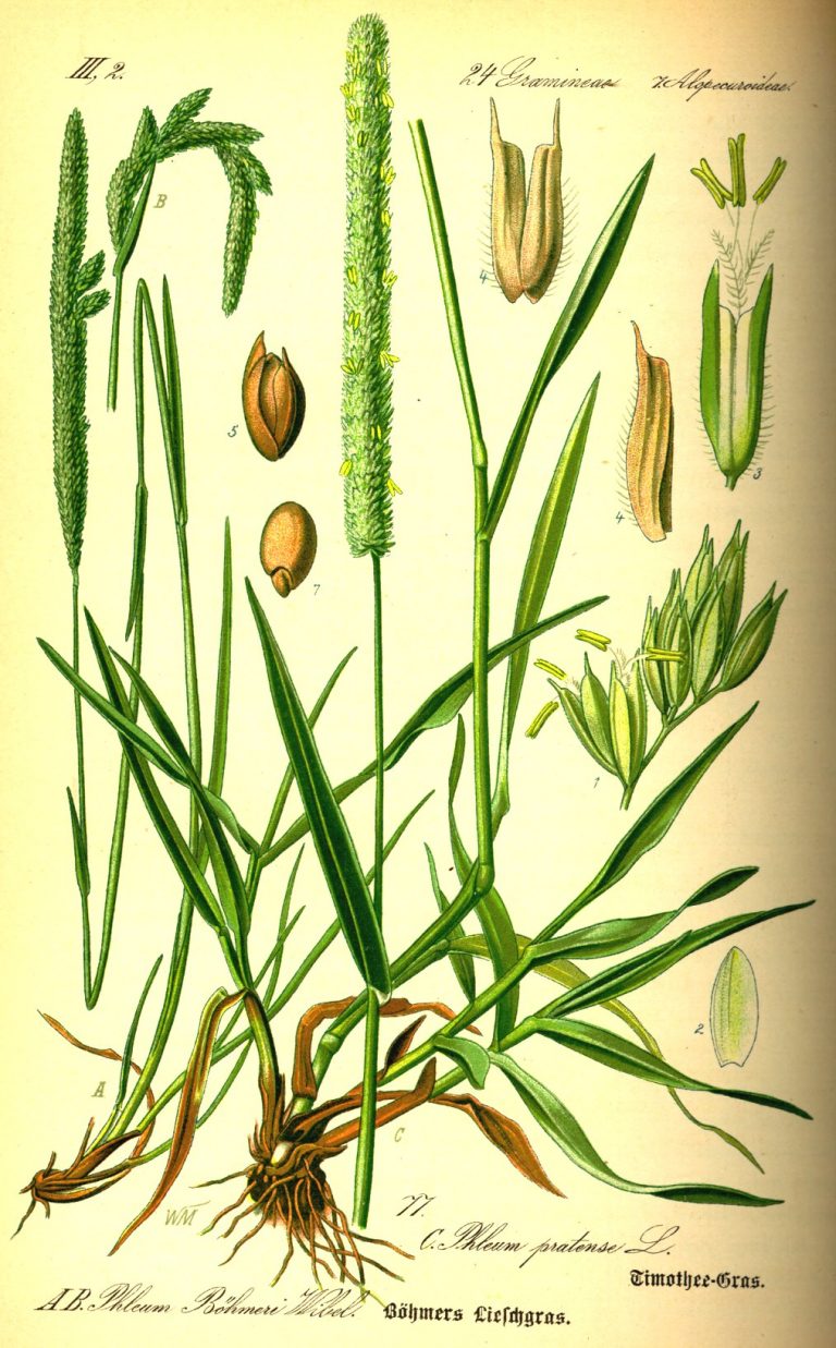 Phleum pratense: Sistemática, Etimología, Hábitat, Cultivo...