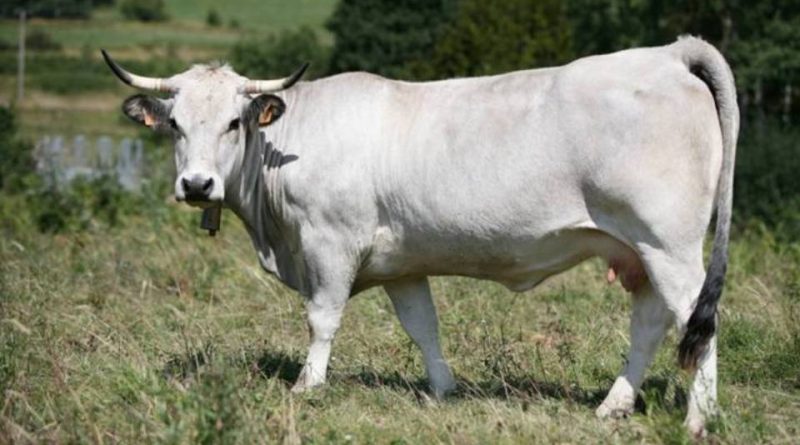 Origins and history of the Gasconne cattle breed Archivi - Un Mondo ...