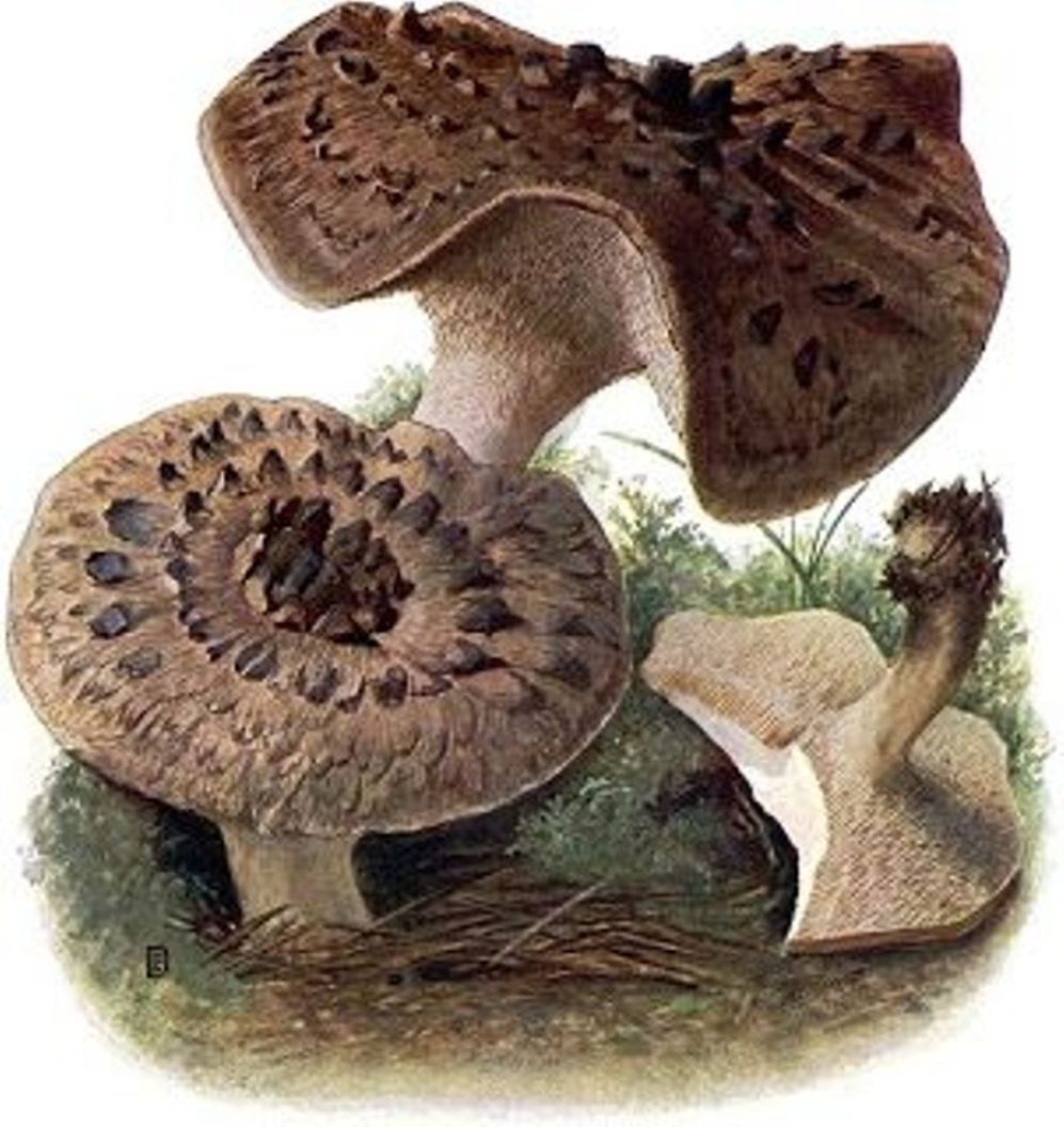 Sarcodon imbricatus: Systematics, Habitat, Recognition
