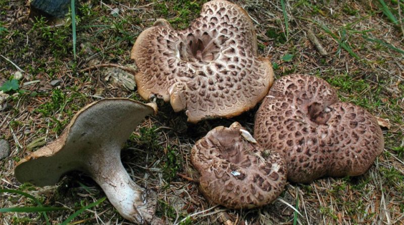 Sarcodon imbricatus: Sistematica, Habitat, Riconoscimento