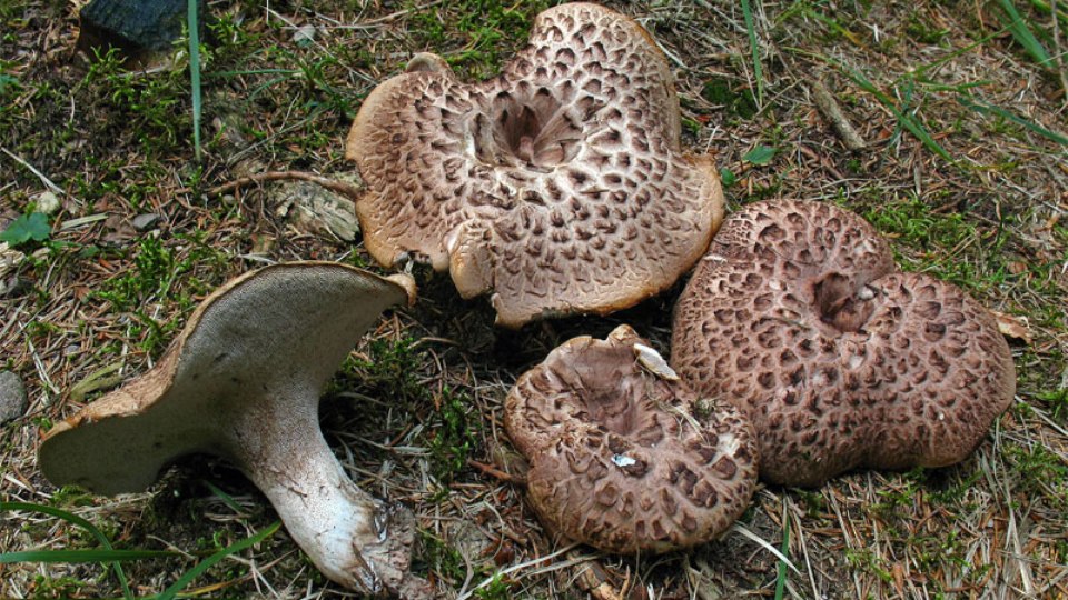 Sarcodon imbricatus: Systematics, Habitat, Recognition