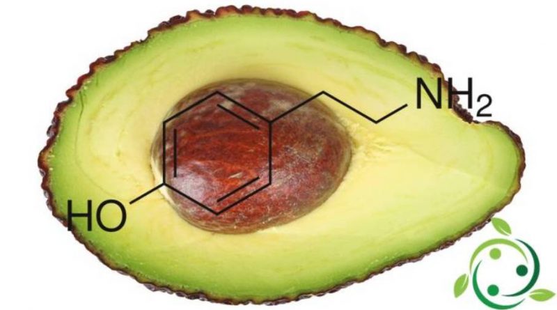 Tyramine: occurrence in nature, biosynthesis, action, indications ...