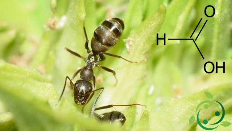 Formic acid: presence in nature, properties, uses, contraindications