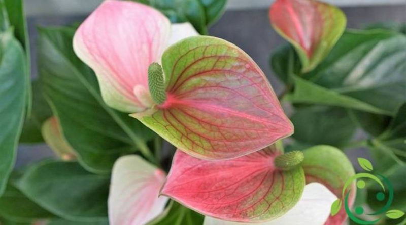 How to grow Calla lilies: in pots, in the garden, multiplication ....