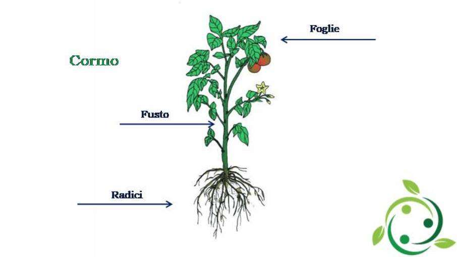 Cormo: definición, morfología, funcionalidad, características...