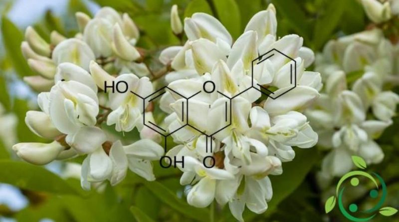 Propiedades y usos de la crisina Archivi - Un Mondo Ecosostenibile