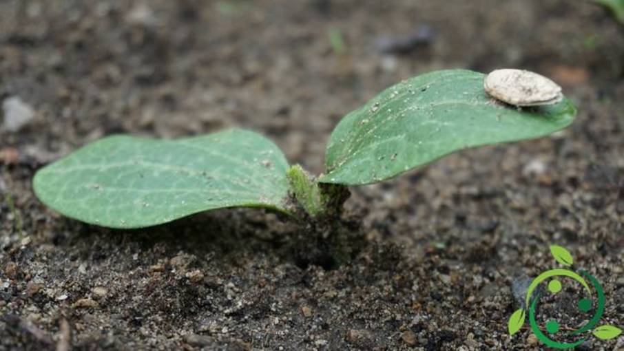 Embryophytes: definition, classification, morphology, characteristics