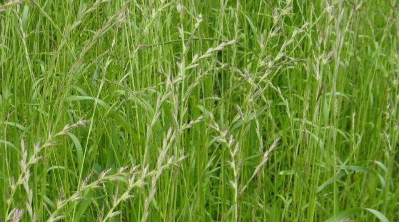 Lolium multiflorum: Systematics, Etymology, Habitat, Cultivation