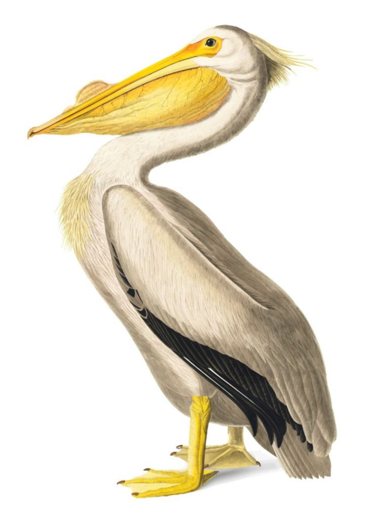 Pelecanus onocrotalus: Systematics, Habitat, Ecological Role ...