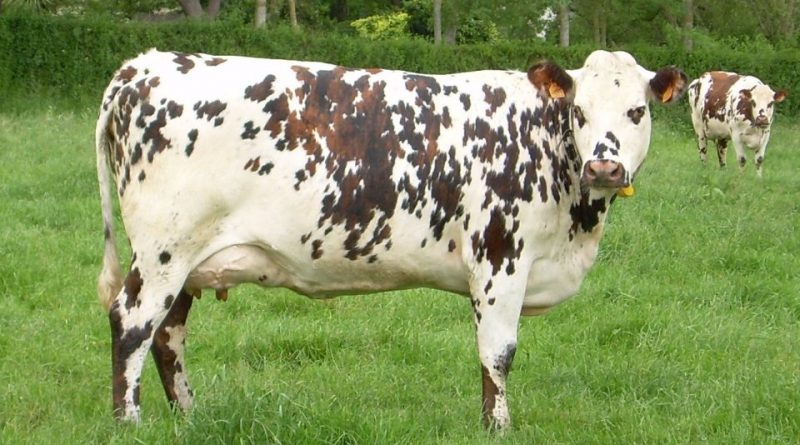 Origen e historia de la raza de ganado normando Archivi - Un Mondo ...